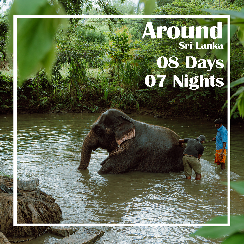 Ceylon Express 08Days / 07Nights - Ceylon Silk Route